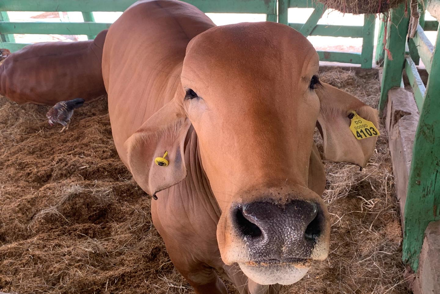 Tukó program :: sweetdominica.com